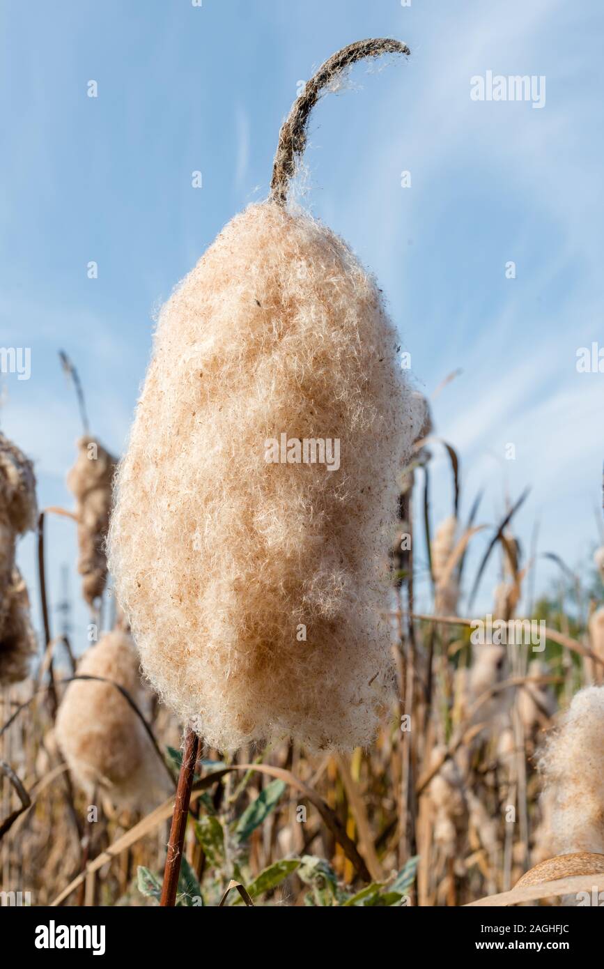 Reed fluff plants Stock Photo - Alamy