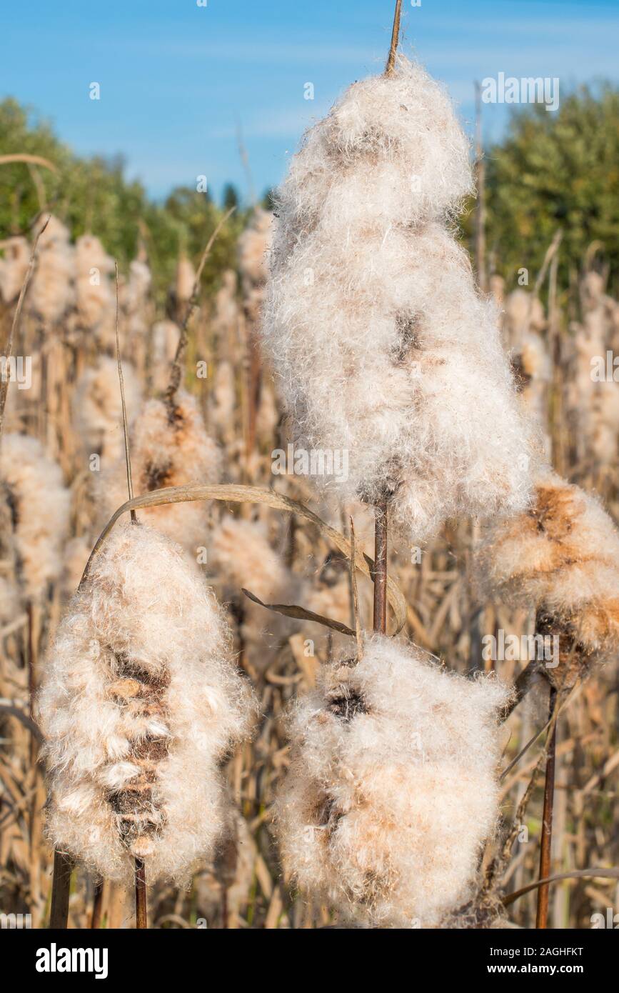 Reed fluff plants Stock Photo - Alamy