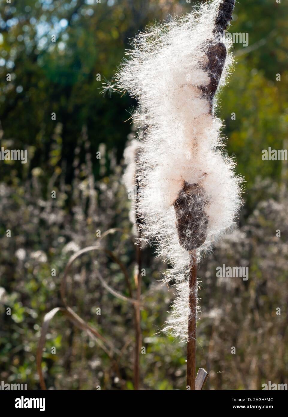 Reed fluff plants Stock Photo - Alamy