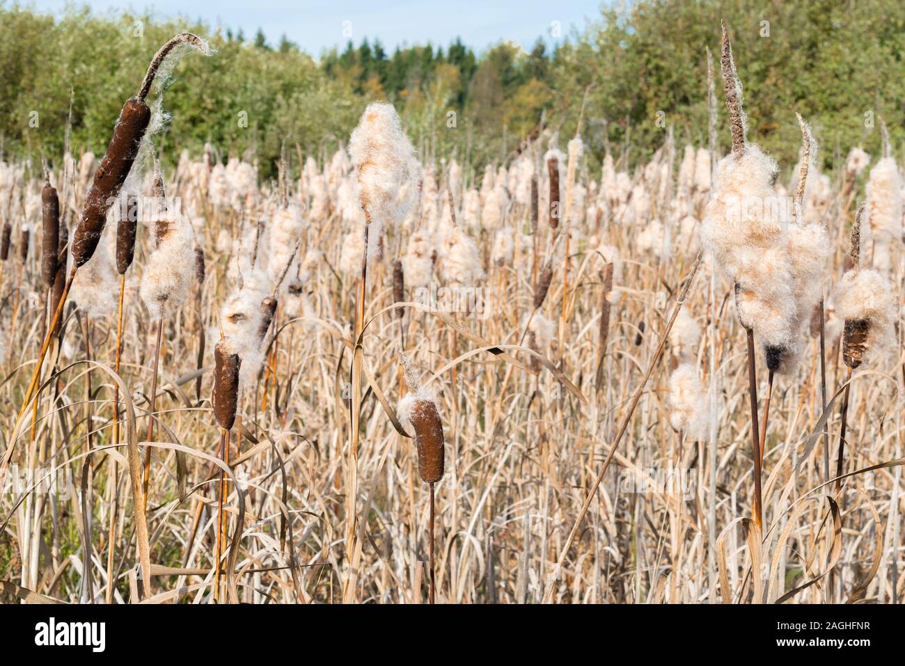 Fluff fluffy plant plants hi-res stock photography and images - Alamy