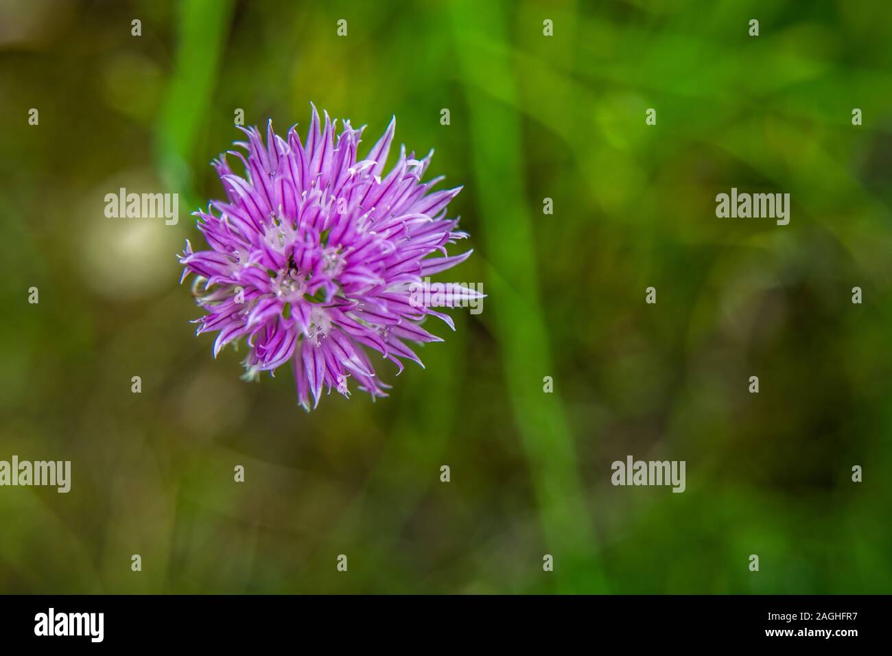 Purple single flower edible garlic - closeup Stock Photo - Alamy