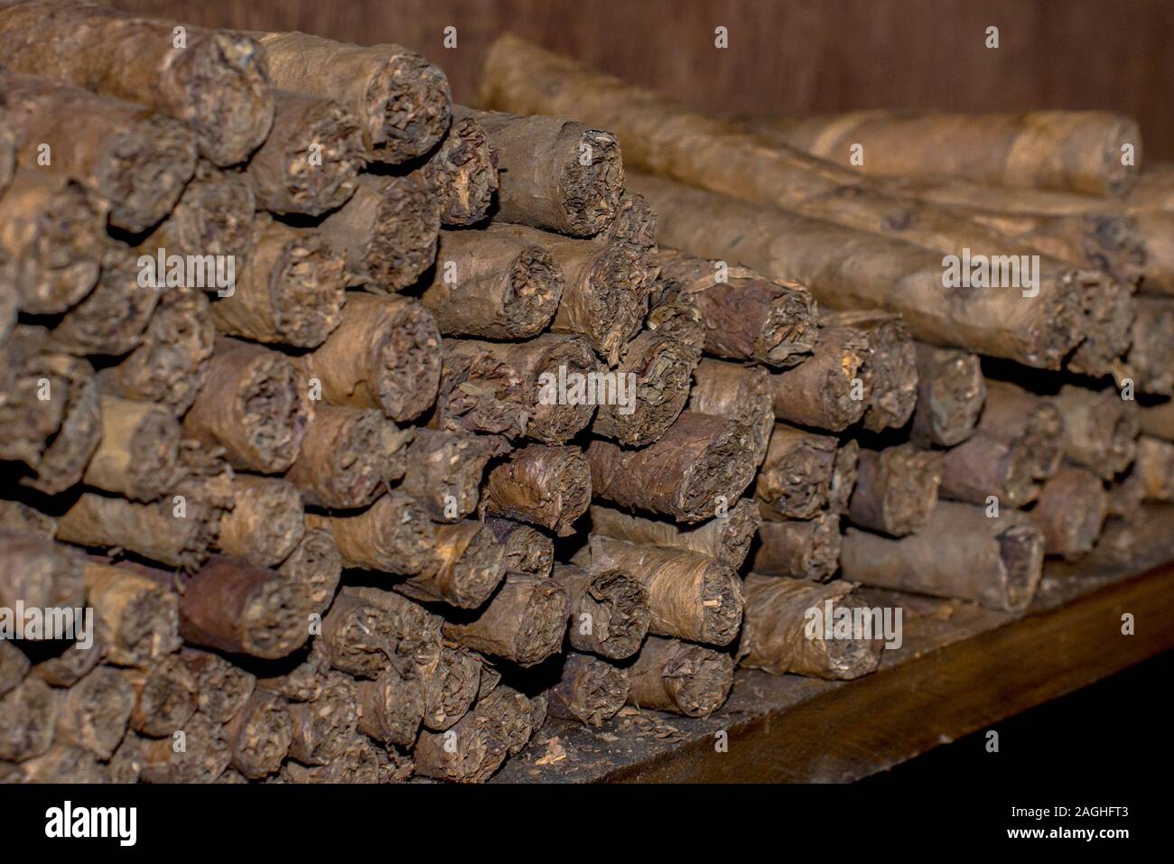 A lot of Fresh Cuban Cigars Stock Photo - Alamy