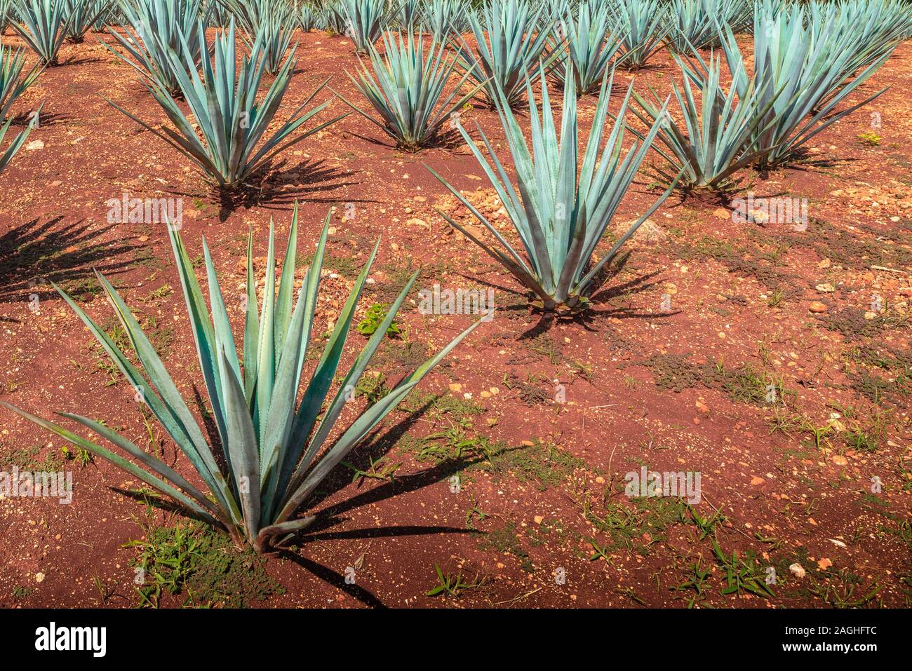 Huge agave hi-res stock photography and images - Alamy
