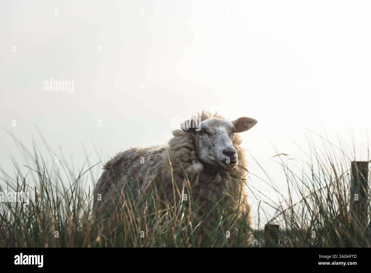 One sheep standing in marram grass, on the nature reserve on Sylt ...