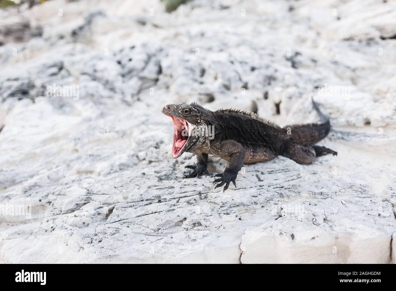 Black iguana with an open maw takes an intimidating position Stock ...