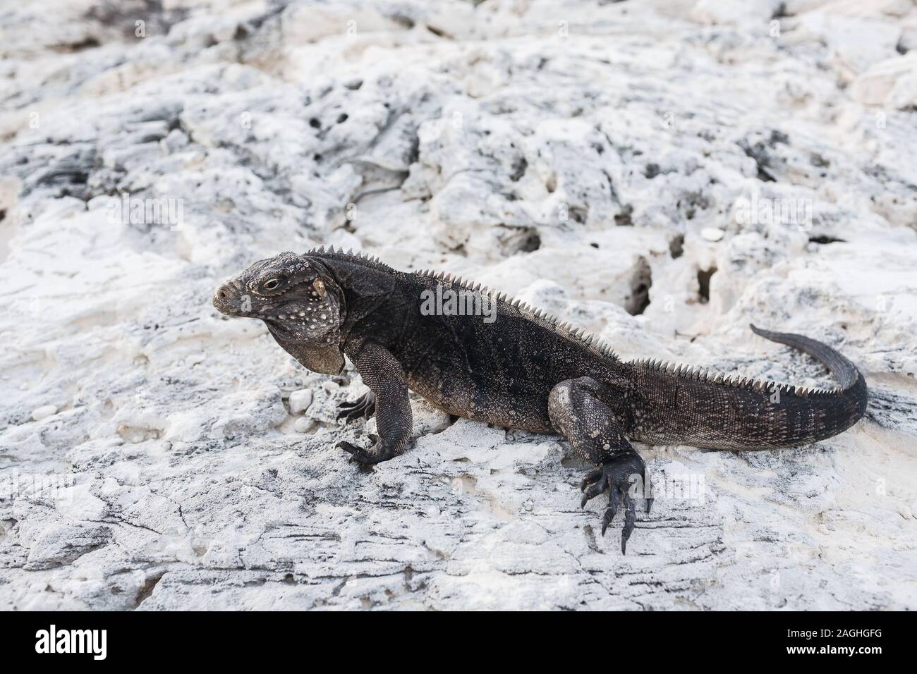 Spines on back and tail hi-res stock photography and images - Alamy