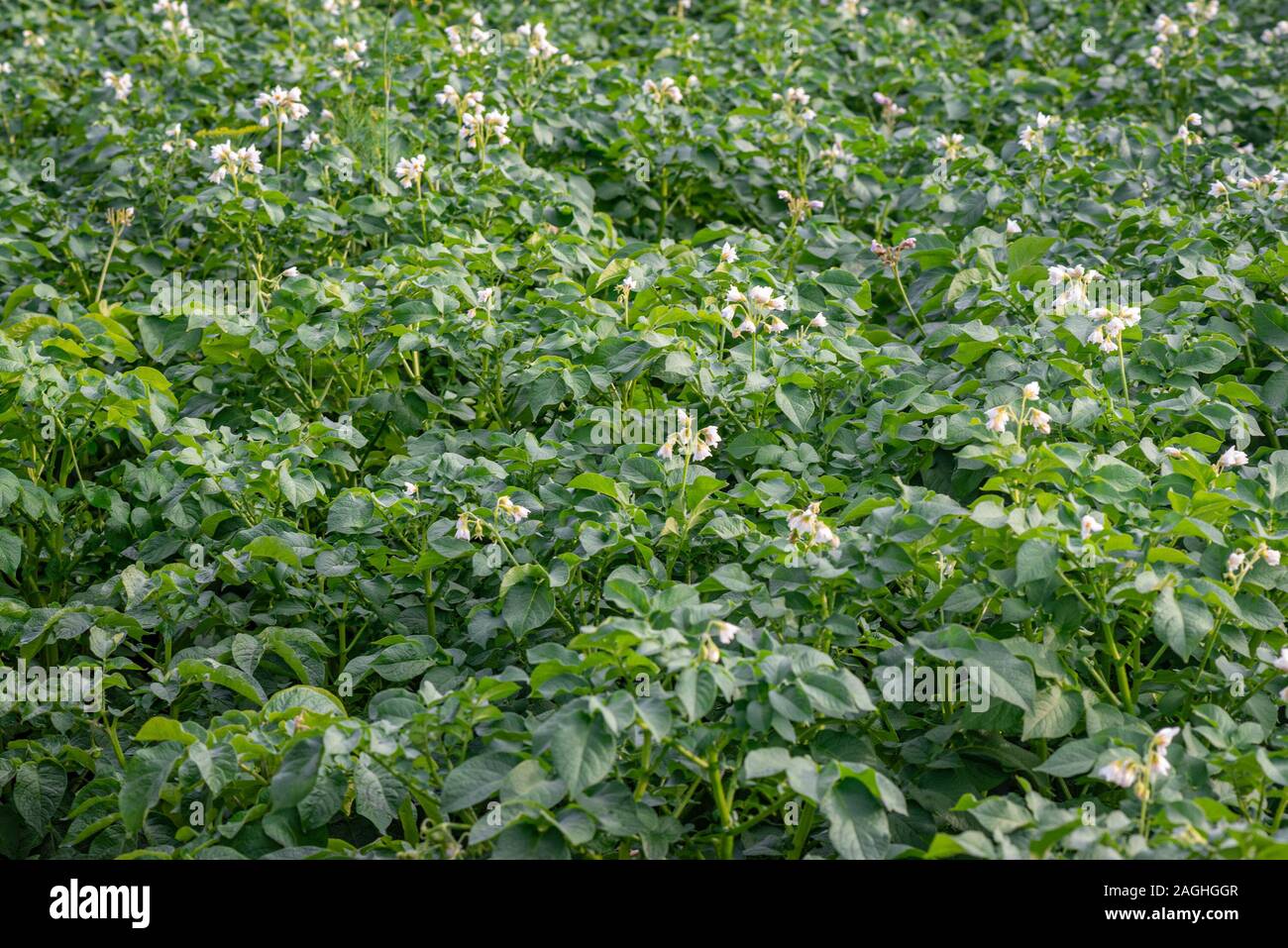 Potato plants on farm field background Stock Photo - Alamy
