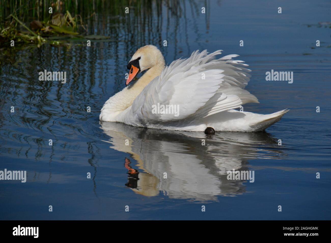 Cambridgeshire fens wildlife hi-res stock photography and images - Alamy