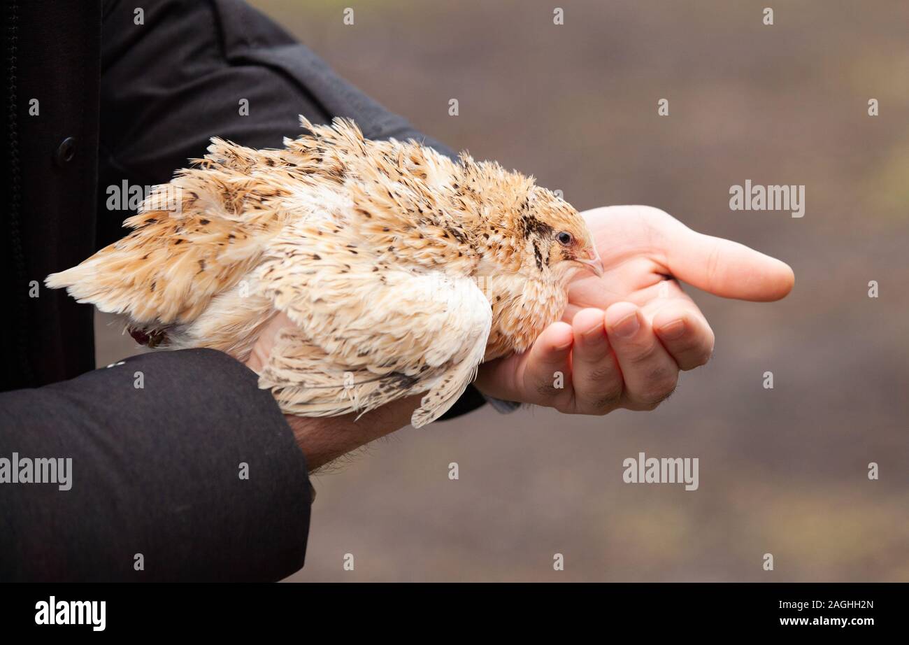 Quail on a poultry farm in cages Stock Photo - Alamy