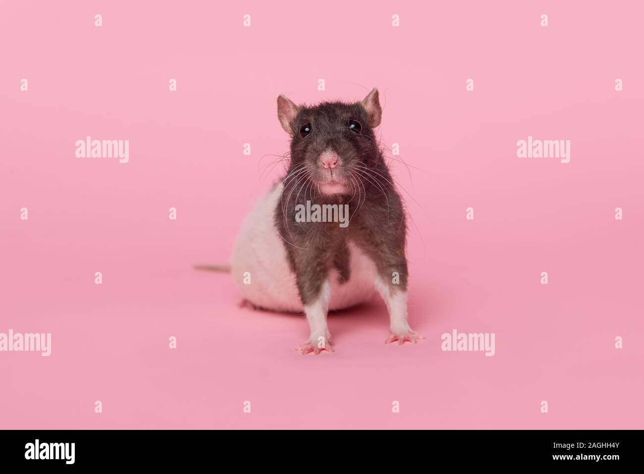 Cute domestic rat sitting on a pink background seen from the front ...