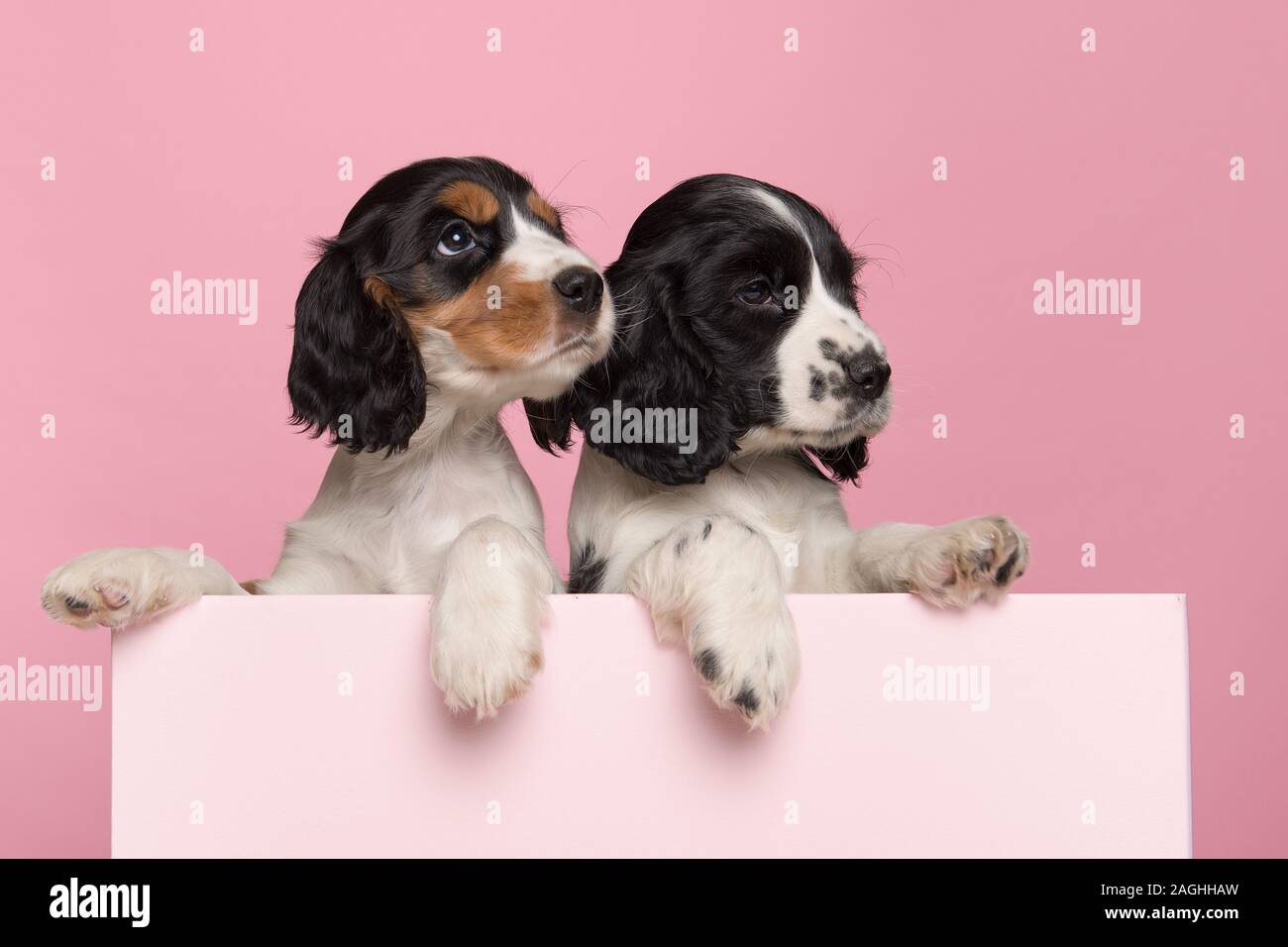 Two cute Cocker Spaniel puppies hanging over the border of a pastel ...