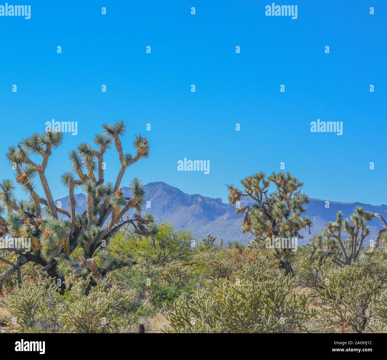 Spiny Desert High Resolution Stock Photography and Images - Alamy