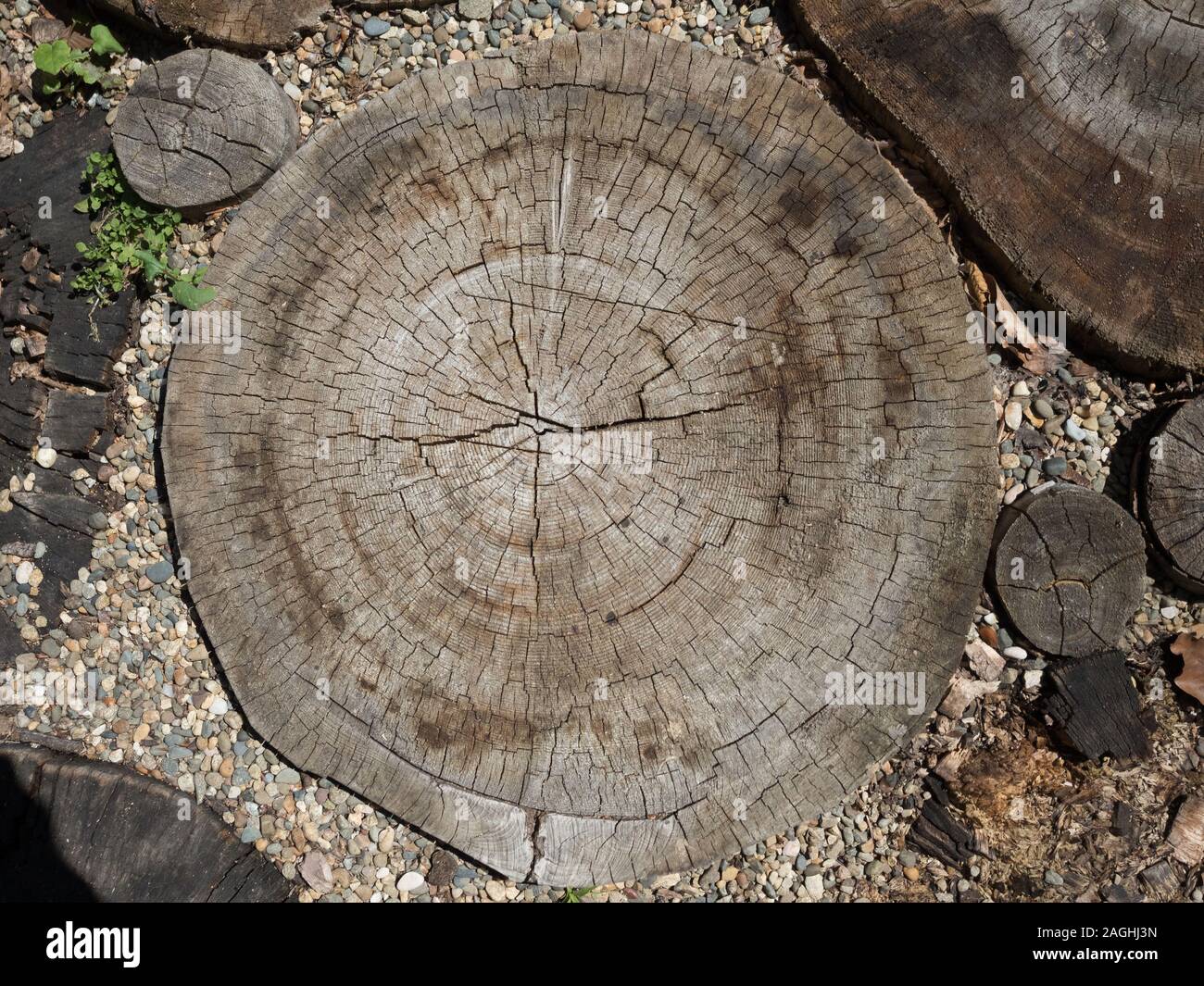 Decorative saw cut tree on the ground top view in the forest Stock ...