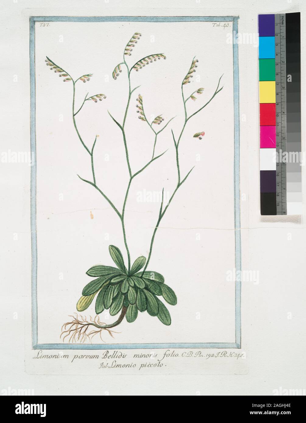 Title page of vols. 2-5: Hortus Romanus secundum systema Turnefortii a ...