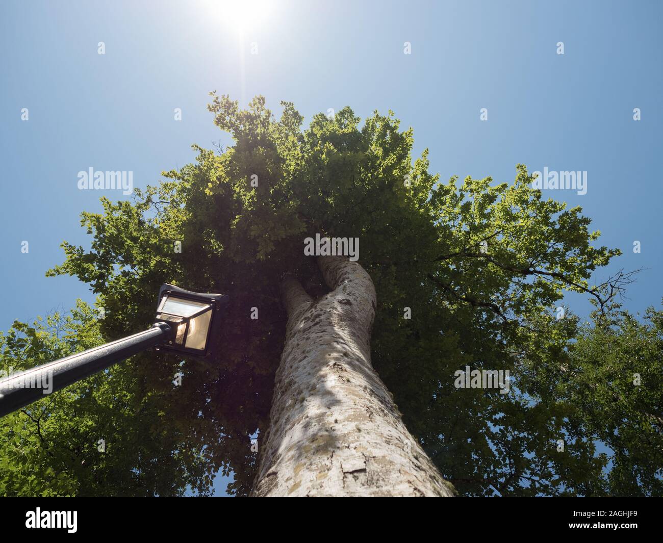 Black street lamp on the background of a large tree and sky bottom view ...