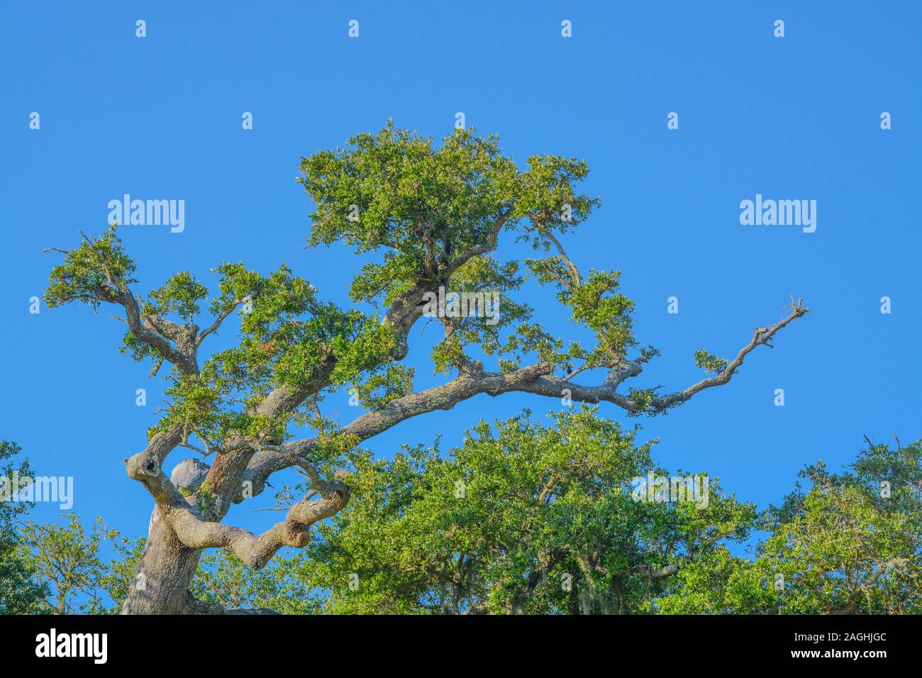 A wind blown Oak Tree on the Mississippi gulf coast. Biloxi, Harrison ...