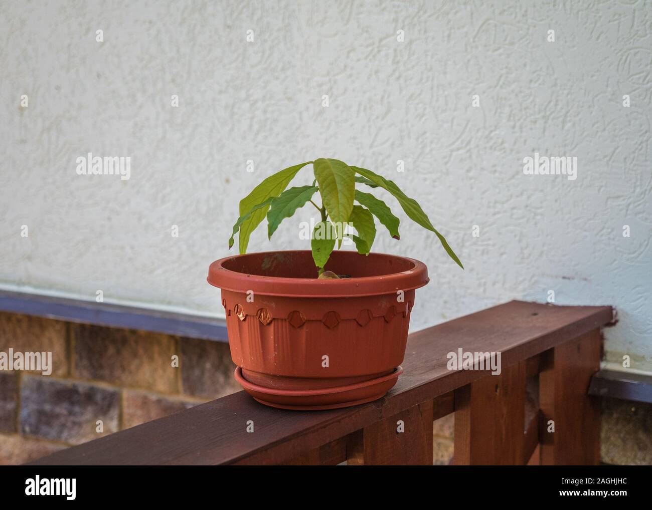 Young plant with green leaves grows in a brown pot Stock Photo - Alamy