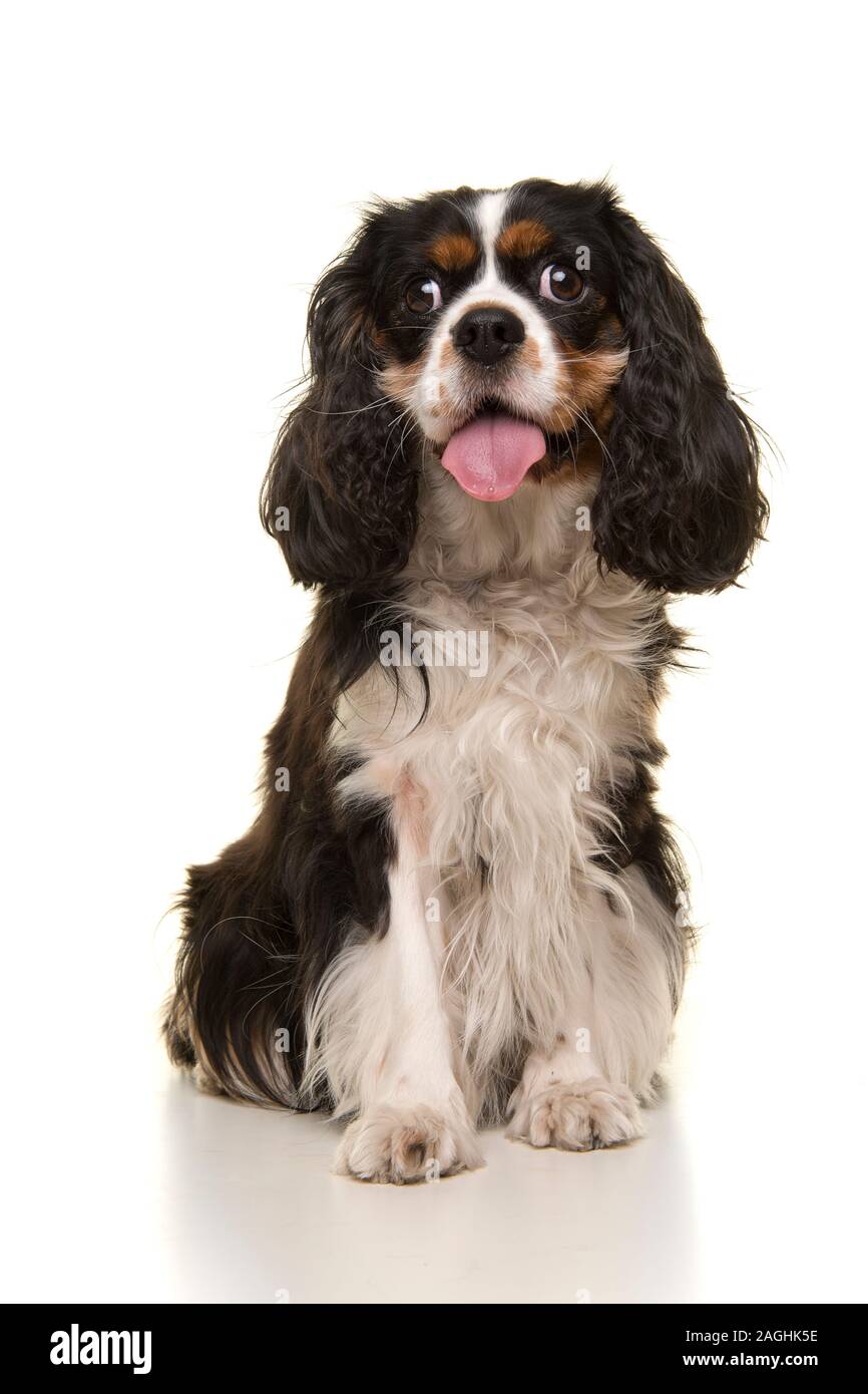 Sitting King Charles spaniel looking at the camera with mouth open ...