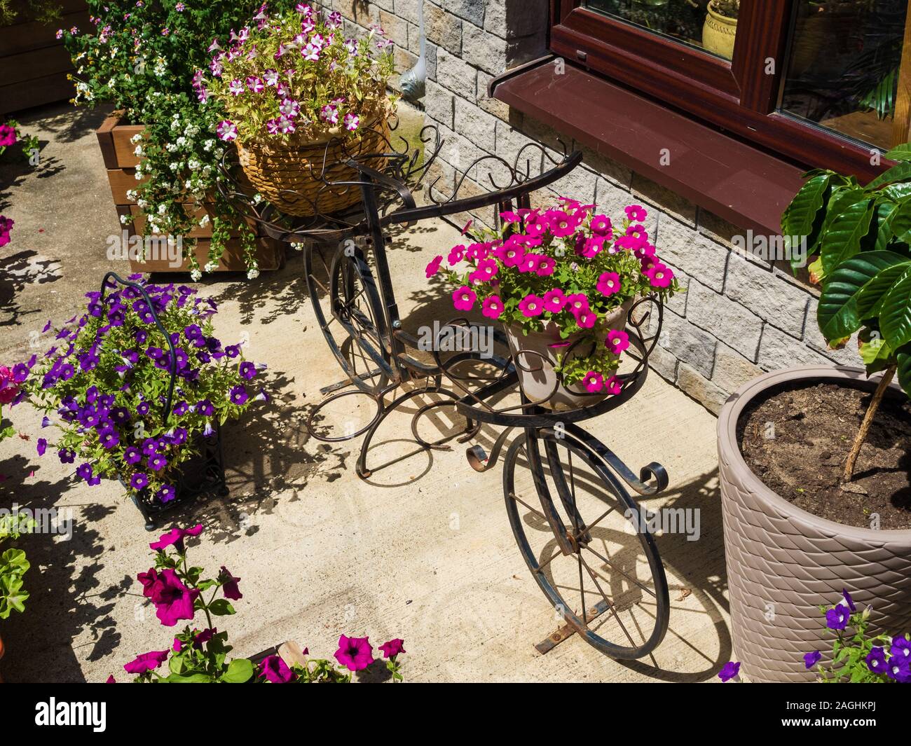 An iron decorative bike stands with beautiful flowers in pots Stock ...