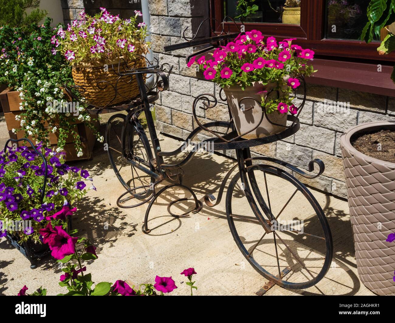 An iron decorative bike stands with beautiful flowers in pots Stock ...