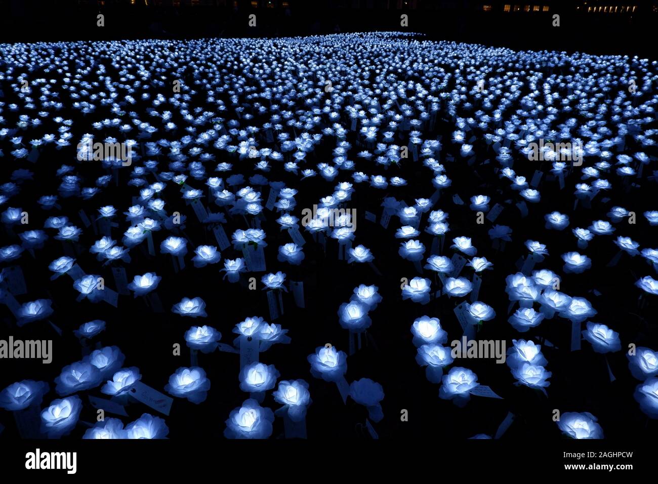 Roses in the "Ever After Garden" which has opened to the public in ...