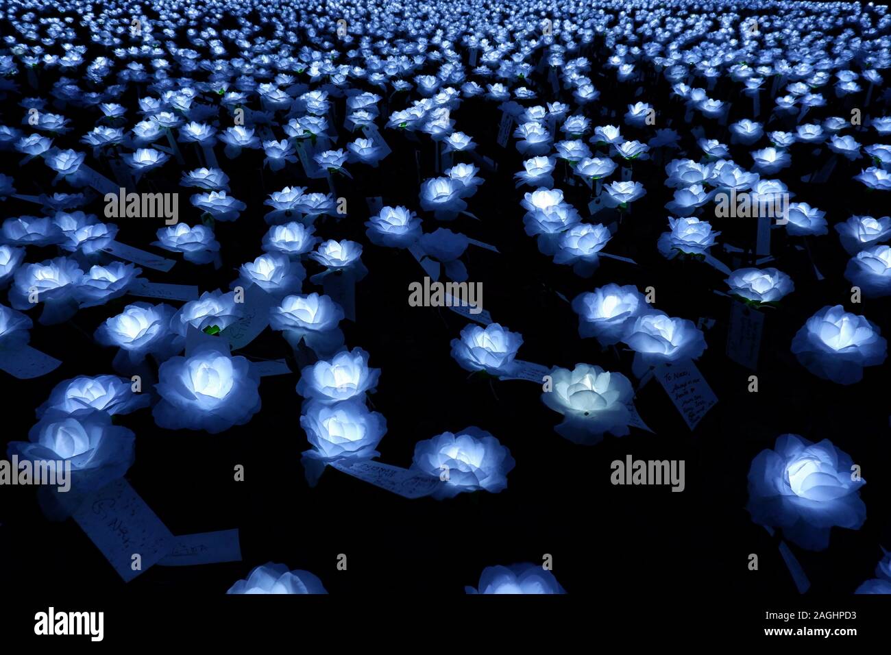 Roses in the "Ever After Garden" which has opened to the public in ...