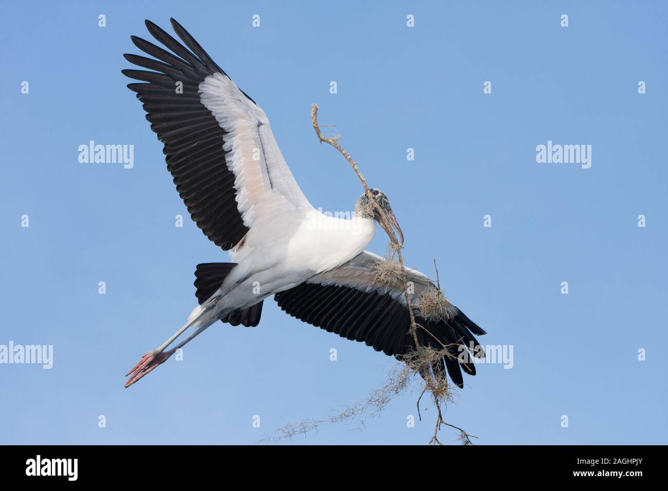Flying mating hi-res stock photography and images - Alamy
