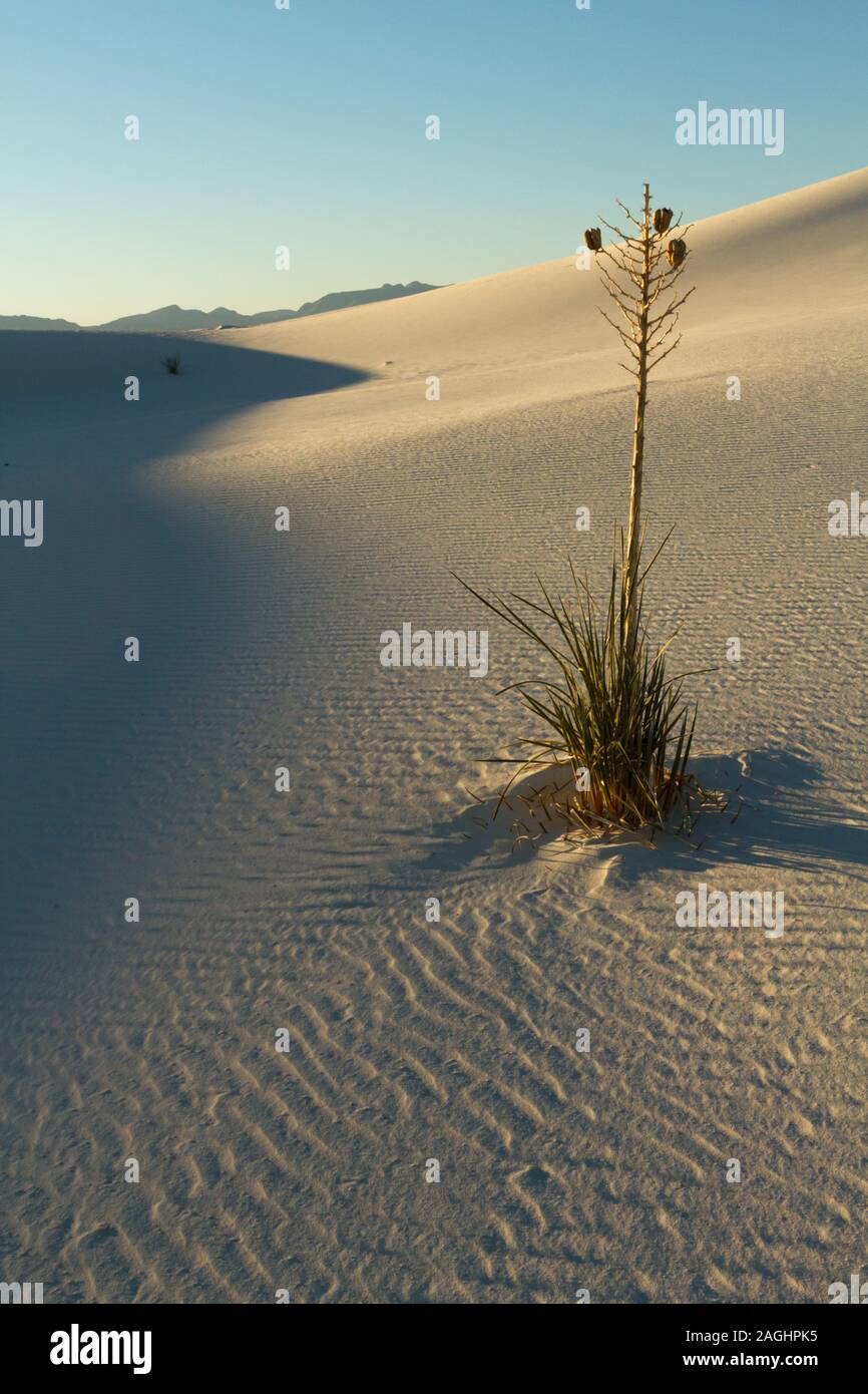 A single Soaptree Yucca Plant stands tall in the afternoon light Stock ...