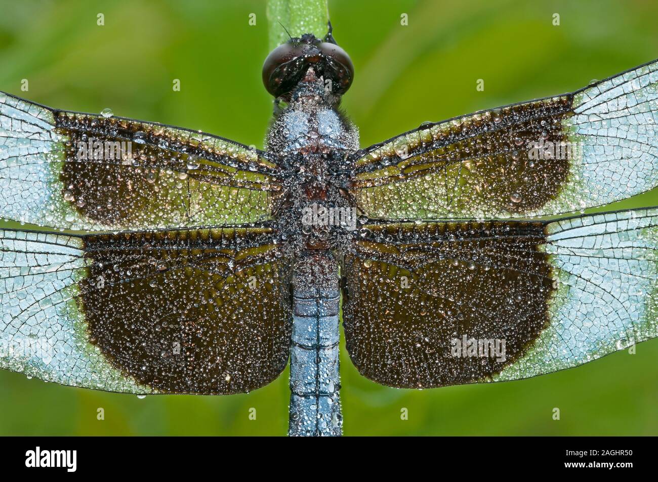Species l luctosa hi-res stock photography and images - Alamy