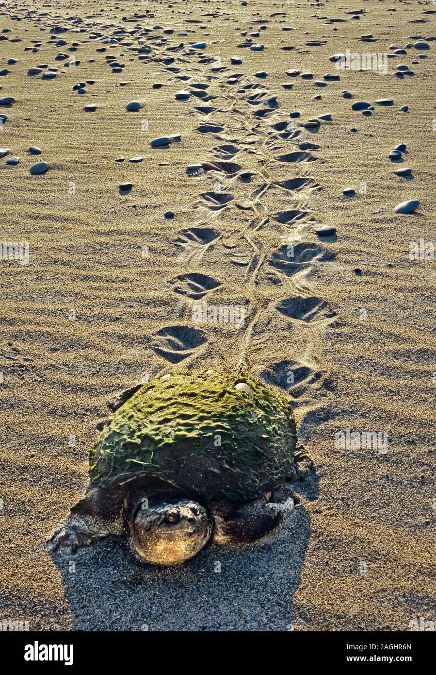 Common Snaping Turtle High Resolution Stock Photography and Images - Alamy