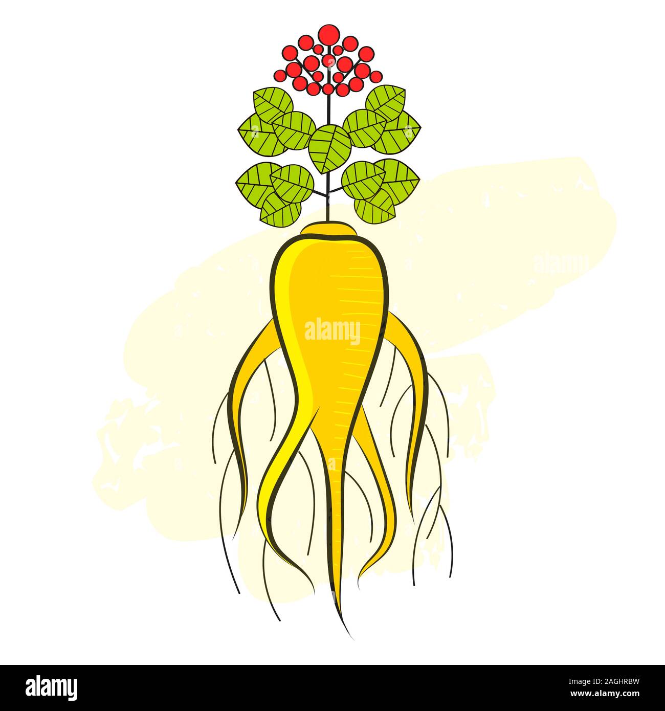 A ginseng root and a part of the plant. Design Element, Illustration ...
