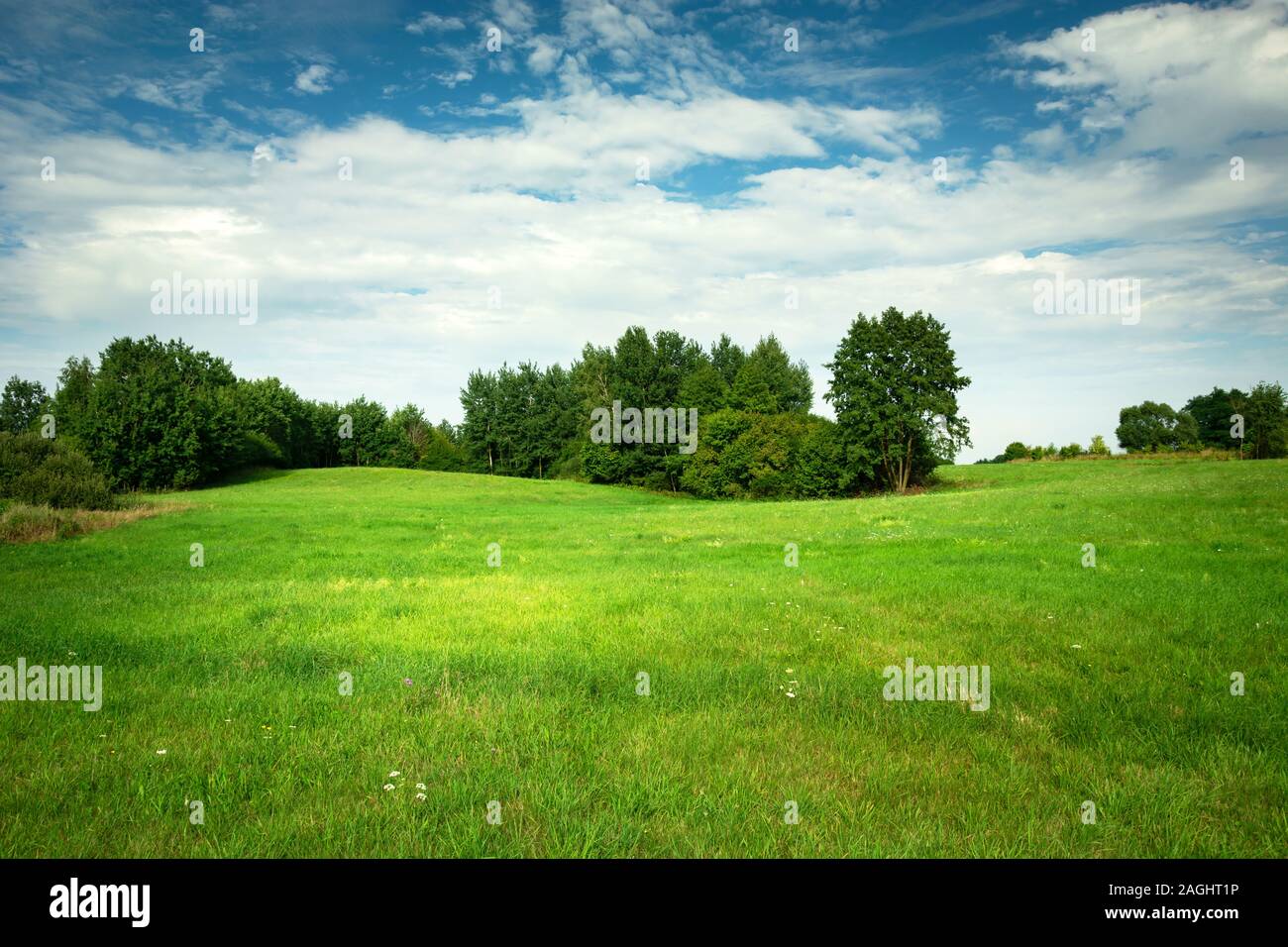 Meadow trees hi-res stock photography and images - Alamy
