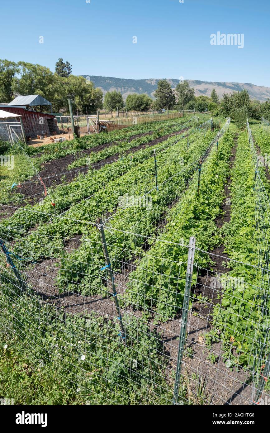 The Platz Family Farm in Union, Oregon Stock Photo - Alamy