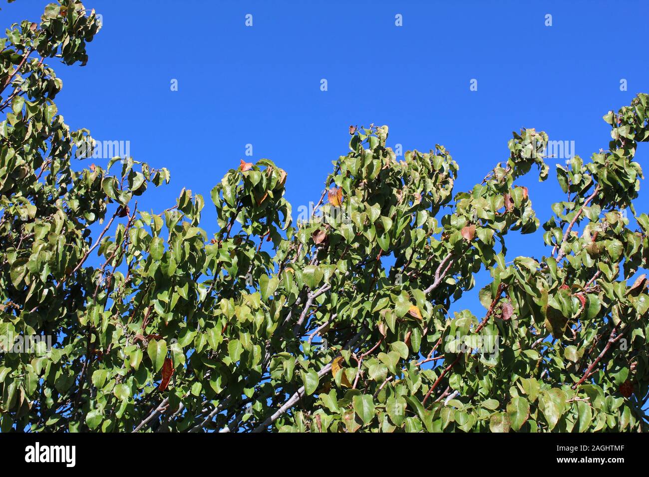 Pyrus calleryana tree hi-res stock photography and images - Alamy