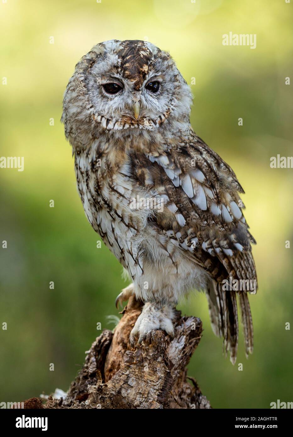 Typical pose of Tawny Owl with downy feathers perched on rotten tree ...