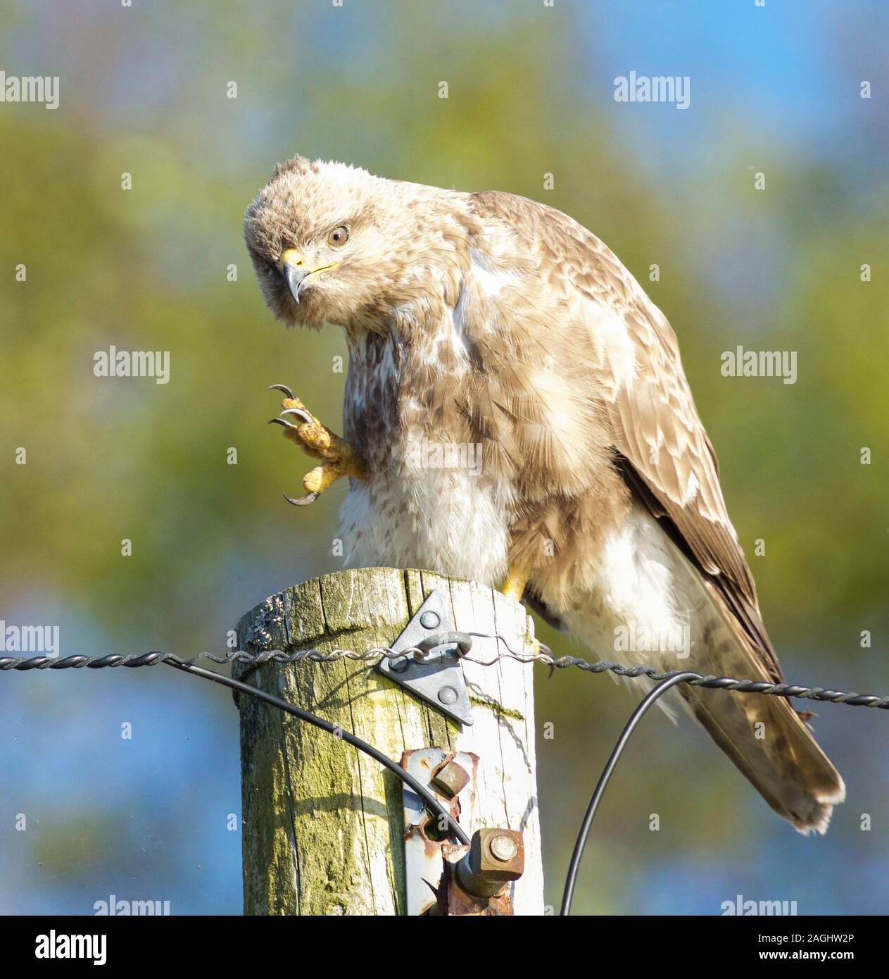 Bird of prey talons hi-res stock photography and images - Alamy