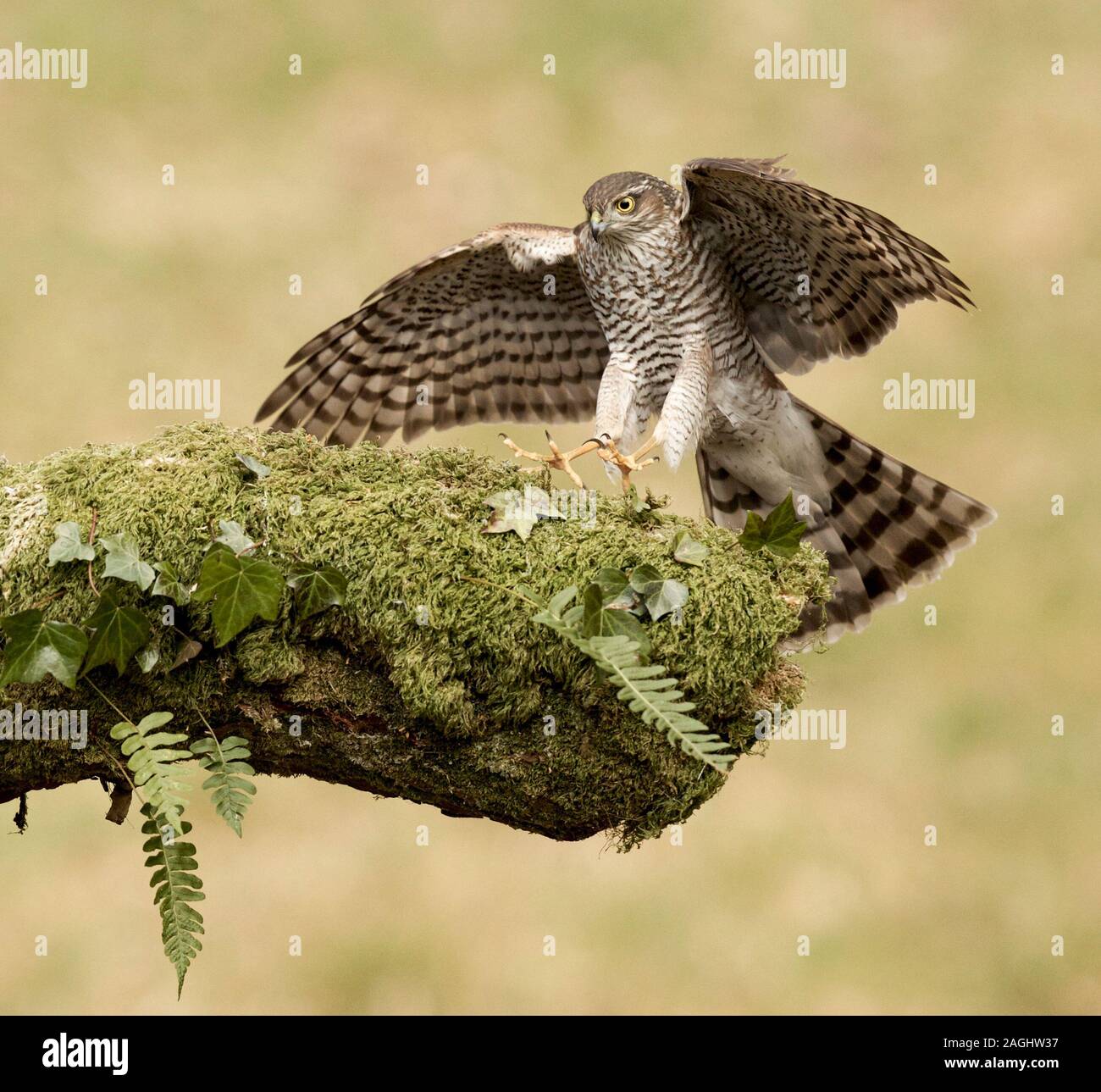 Female Sparrowhawk with talons extended to land on moss covered tree ...