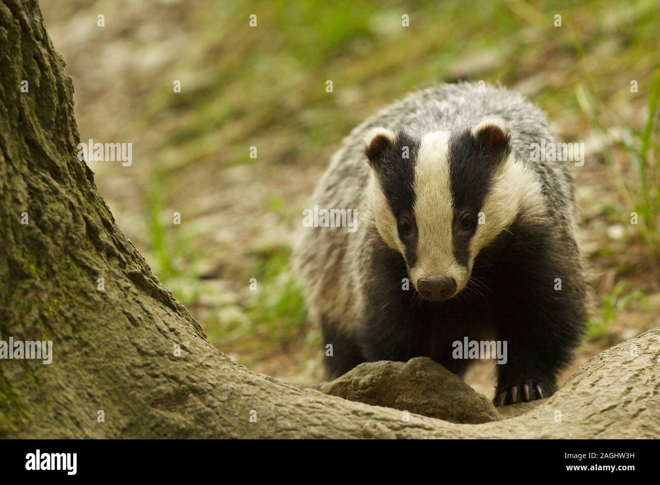 Adult male badger hi-res stock photography and images - Alamy