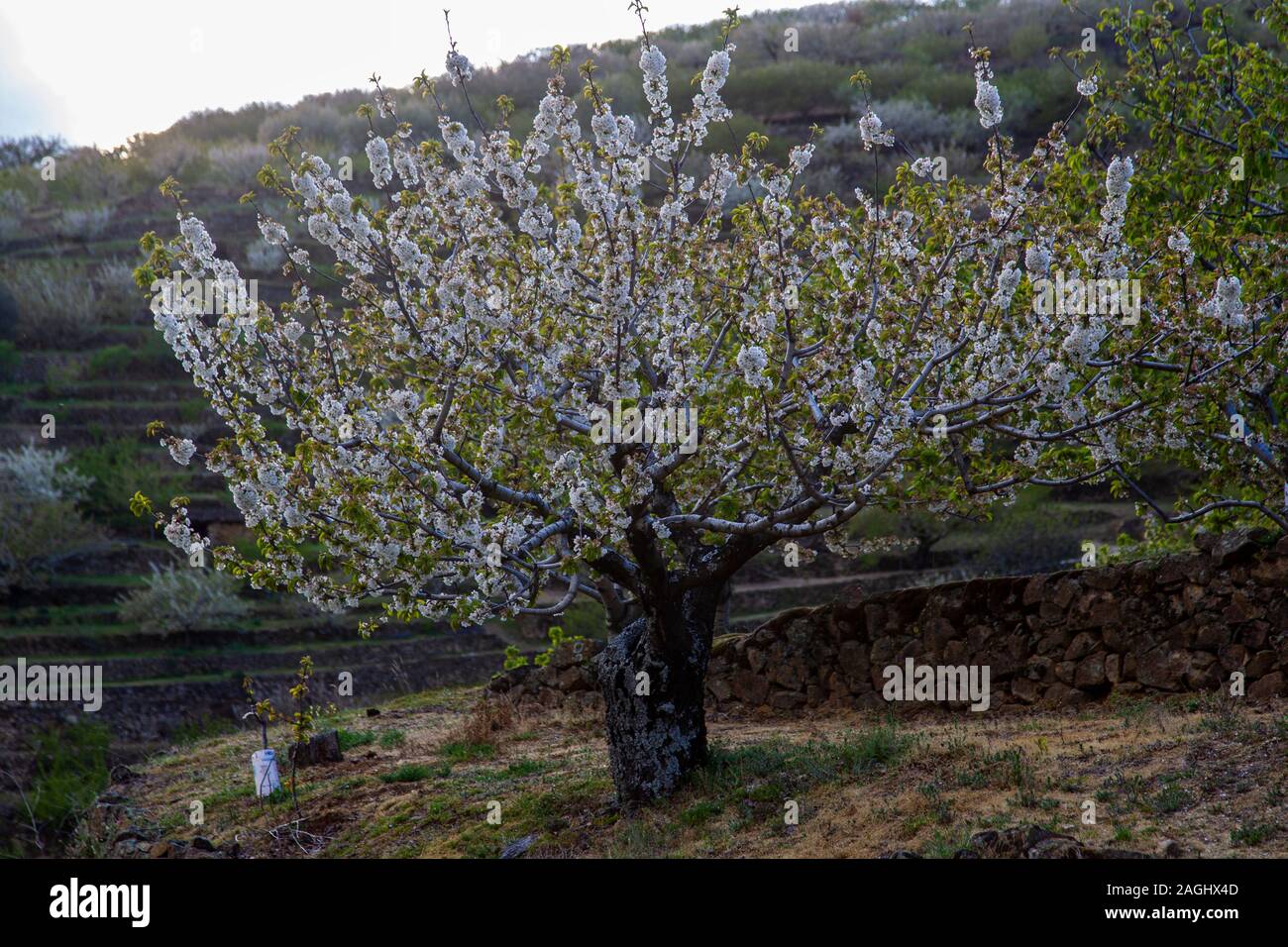 Jerte valley hi-res stock photography and images - Alamy