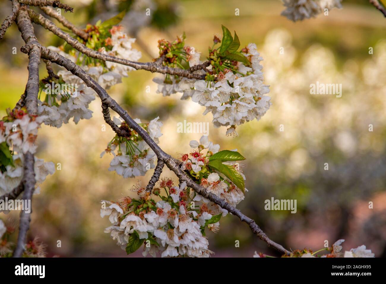 Jerte valley cherry hi-res stock photography and images - Alamy