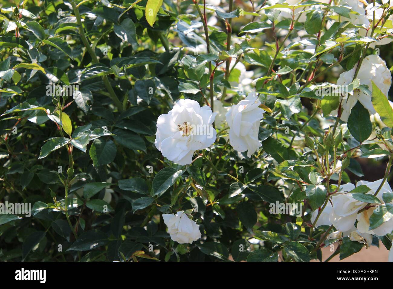Rose flower in summer in Hokkaido, Japan Stock Photo - Alamy
