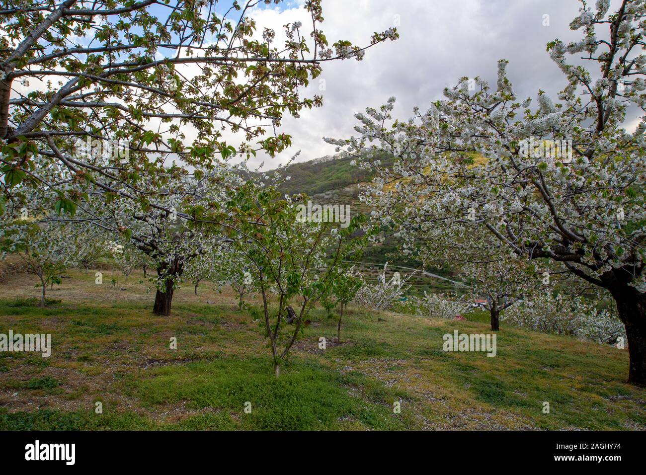 Cherry trees in bloom. Jerte valley, Extremadura, Spain Stock Photo - Alamy