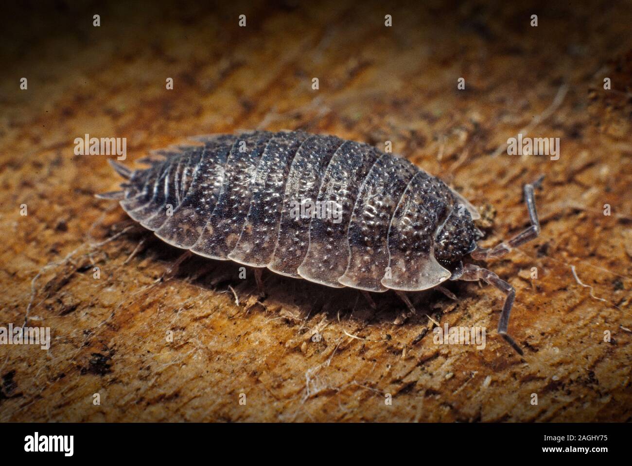 Woodlice, common rough woodlouse or simply rough woodlouse, Porcellio ...
