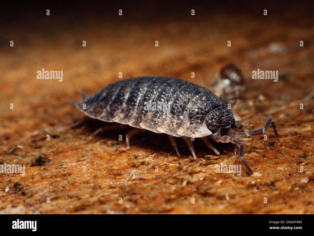 Porcellio scaber hi-res stock photography and images - Alamy