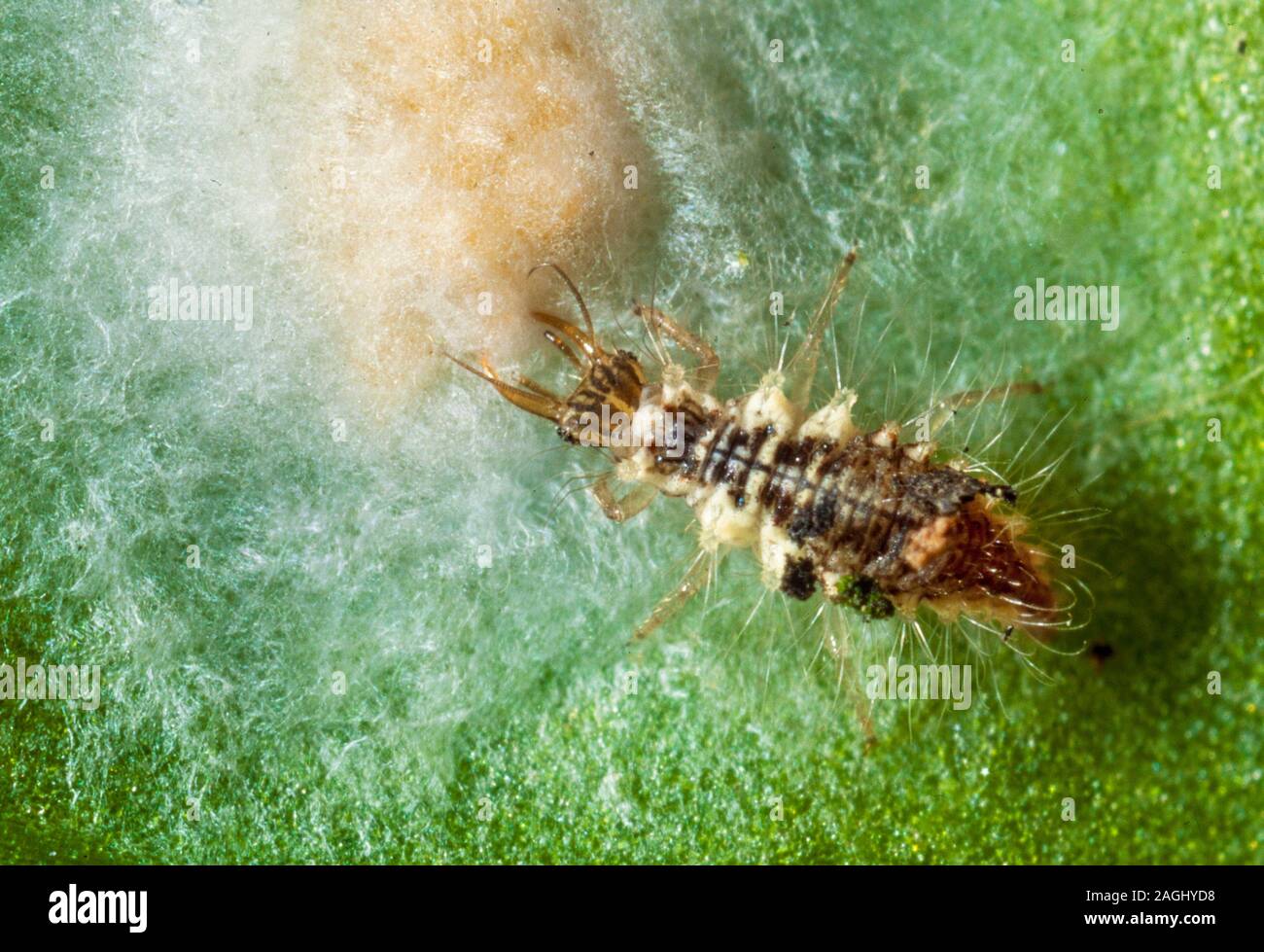 Spider eggs hi-res stock photography and images - Alamy