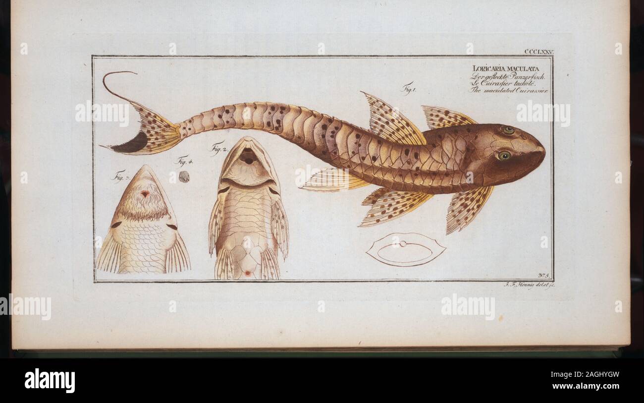 Gross, 1994, #120; Loricaria maculata, The maculated Cuirassier Stock ...