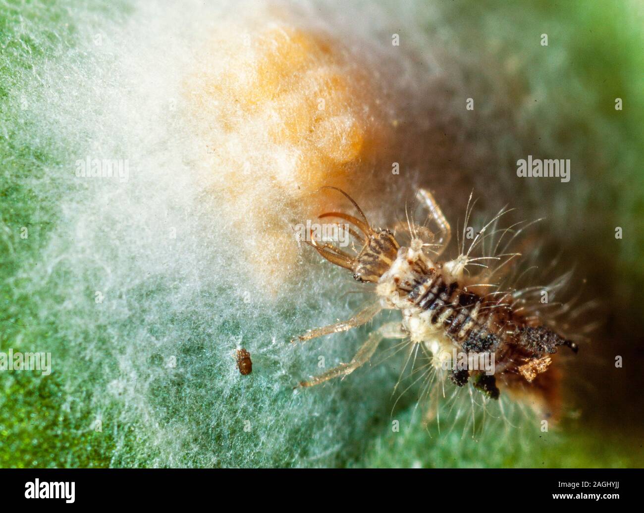 Lacewing larva feeding on spider eggs Stock Photo - Alamy