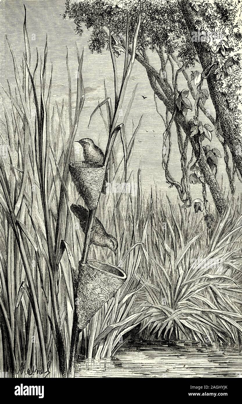Ornithology: Breeding and Nests: The Many Coloured Knight (originally ...