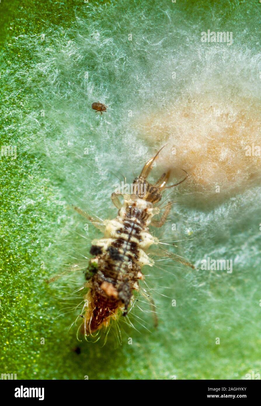 Lacewing larva feeding on spider eggs Stock Photo - Alamy
