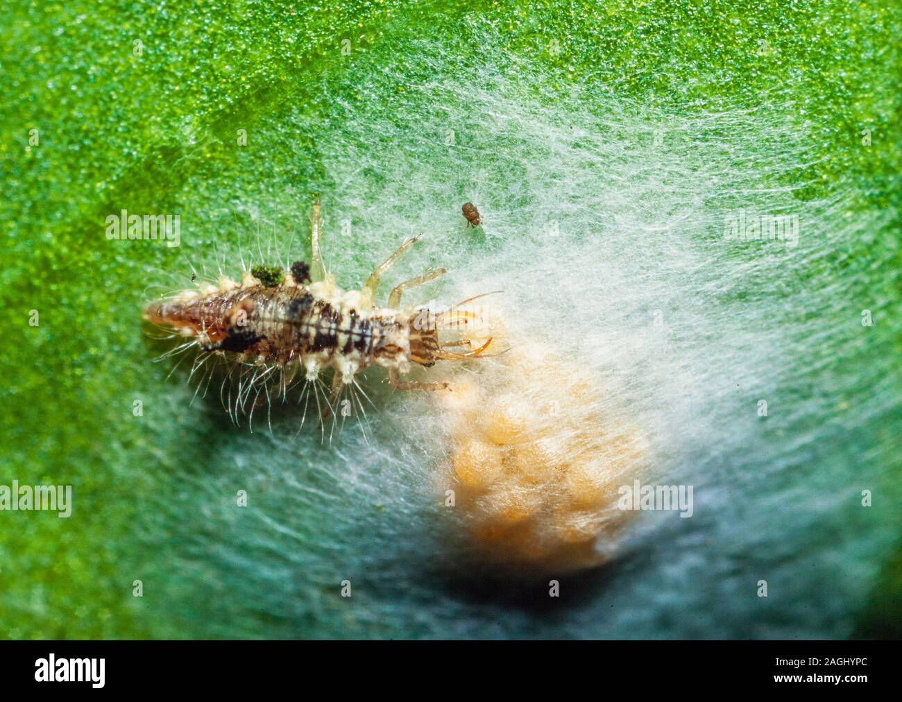 Spider Mite Eggs High Resolution Stock Photography and Images - Alamy